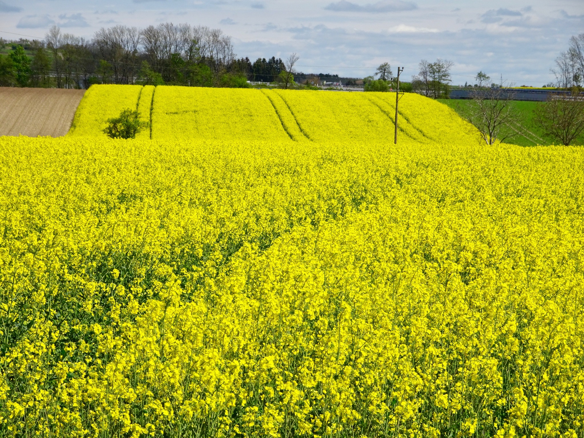 Jetzt leuchten sie wieder die RAPSFELDER! - Horn