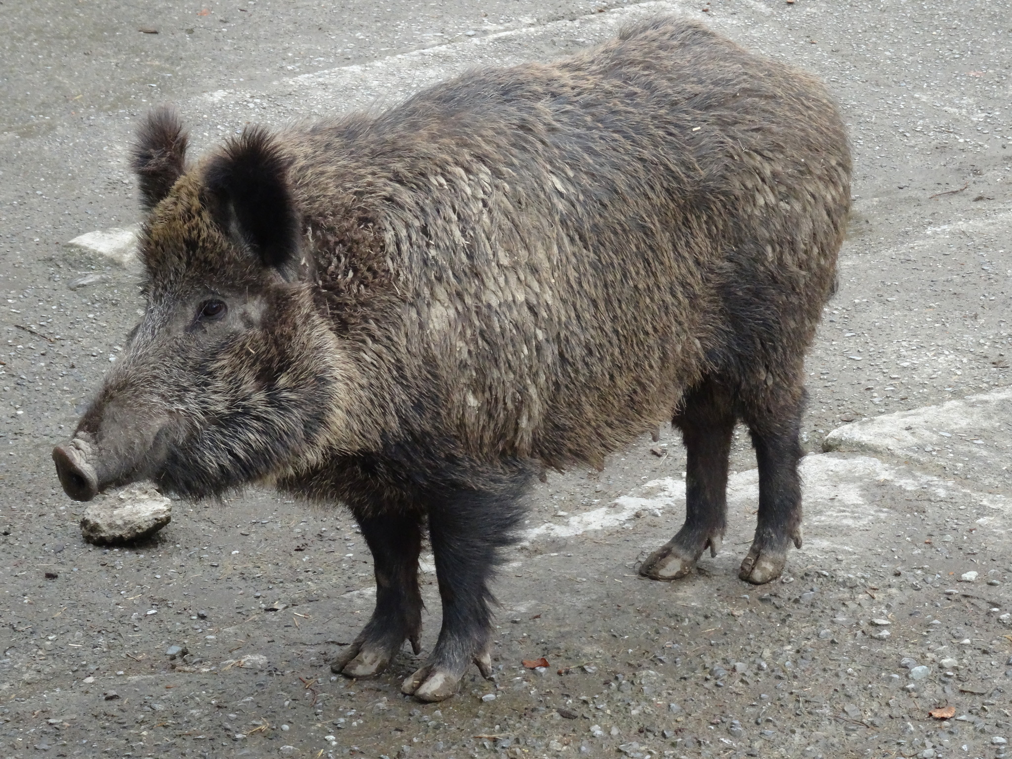 Eine Wildsau auf der Straße - Innsbruck