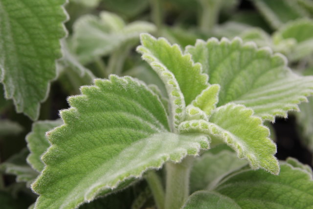 Kühle Frische für den Sommertee - Villach Land