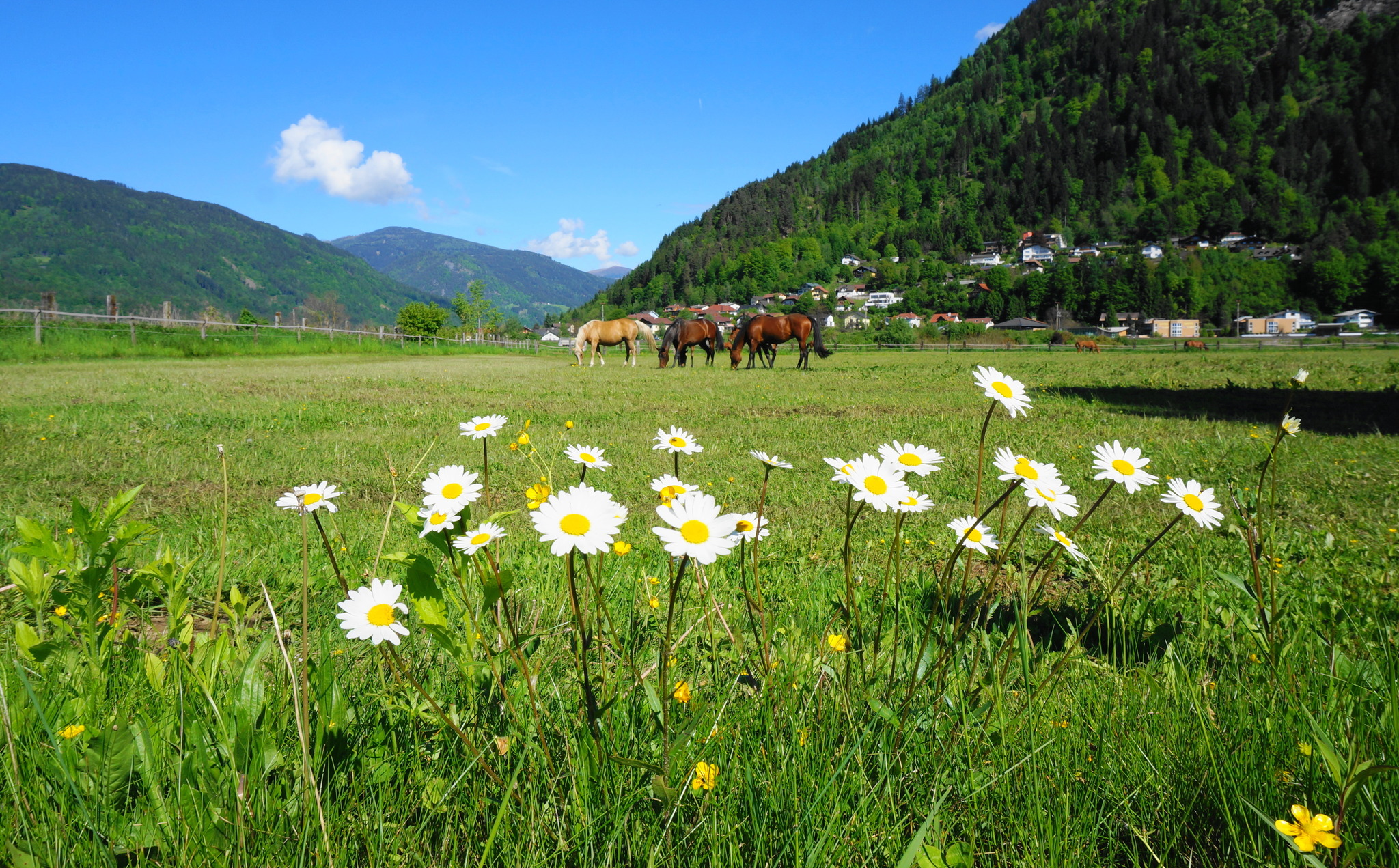 Oh du schöne Maienzeit... - Villach Land