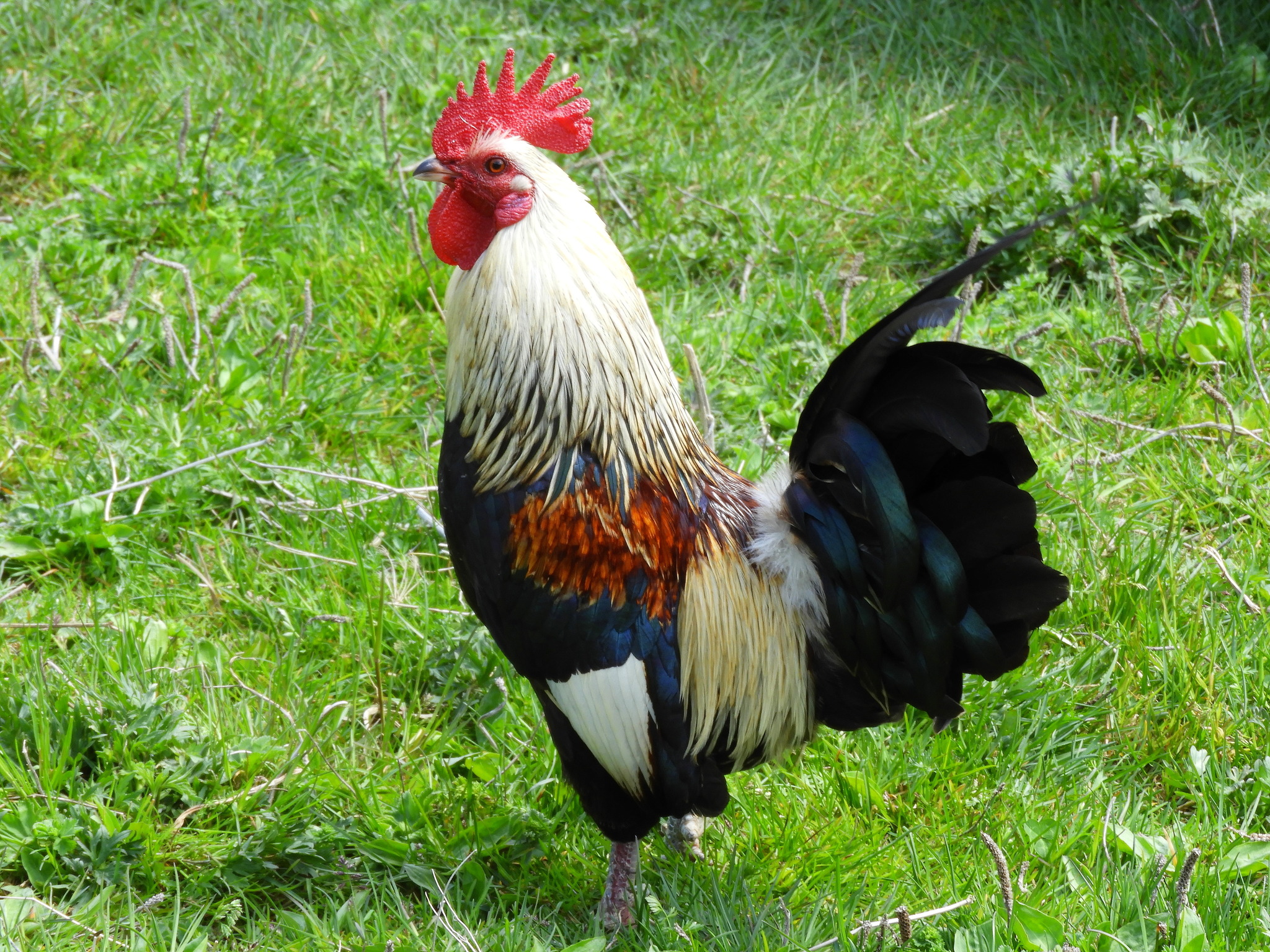 Ein stolzer Hahn - Lungau