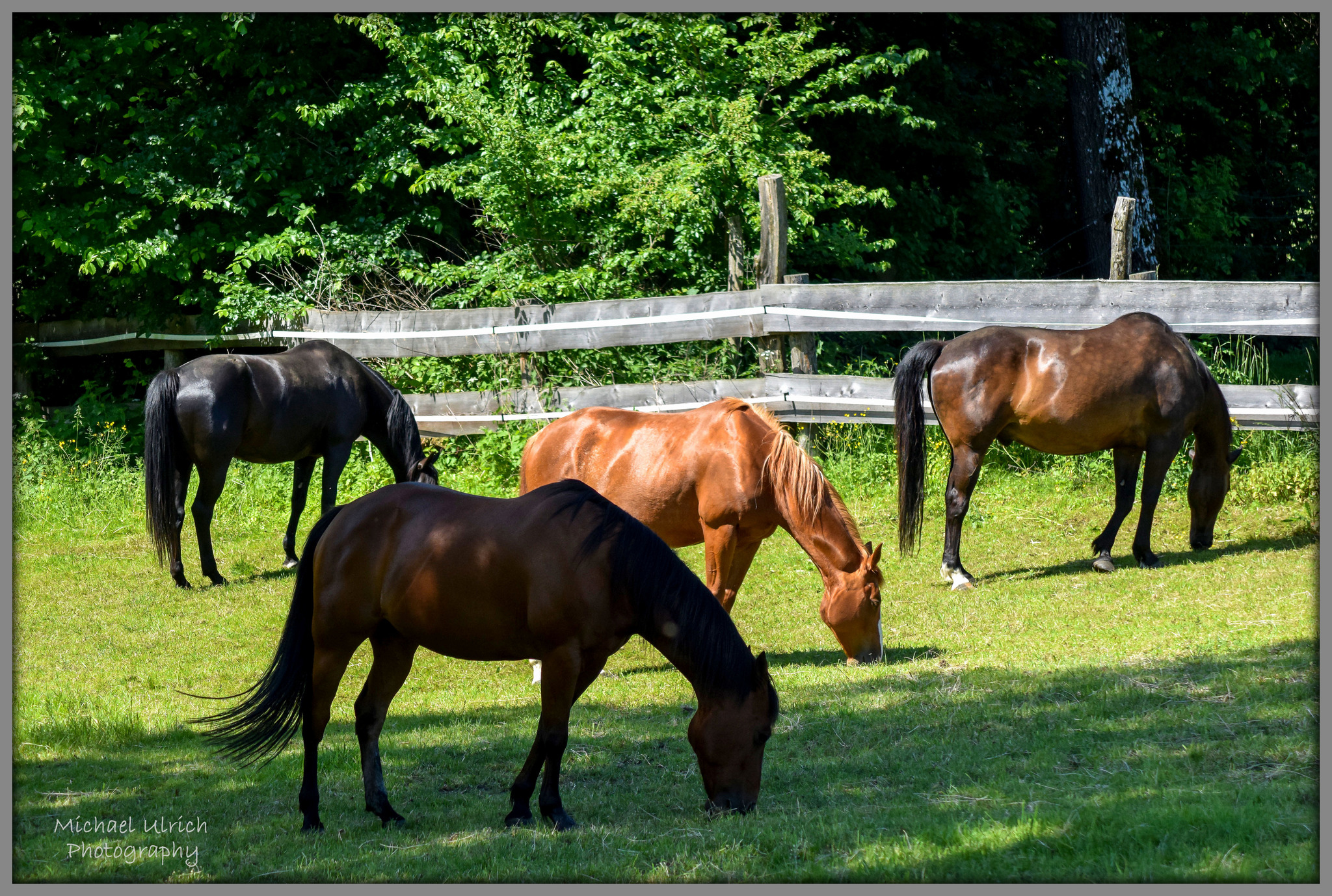 Pferdekoppel - Lavanttal