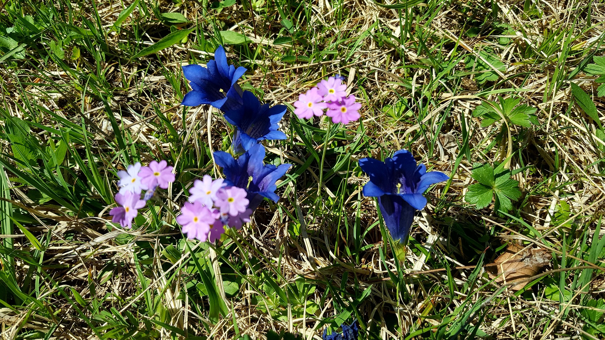 Der Enzian blüht... - Innsbruck