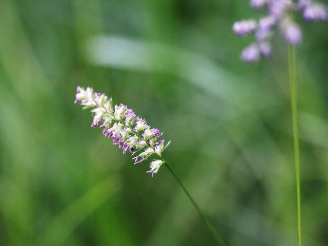 Kammgras in Blüte - Vöcklabruck