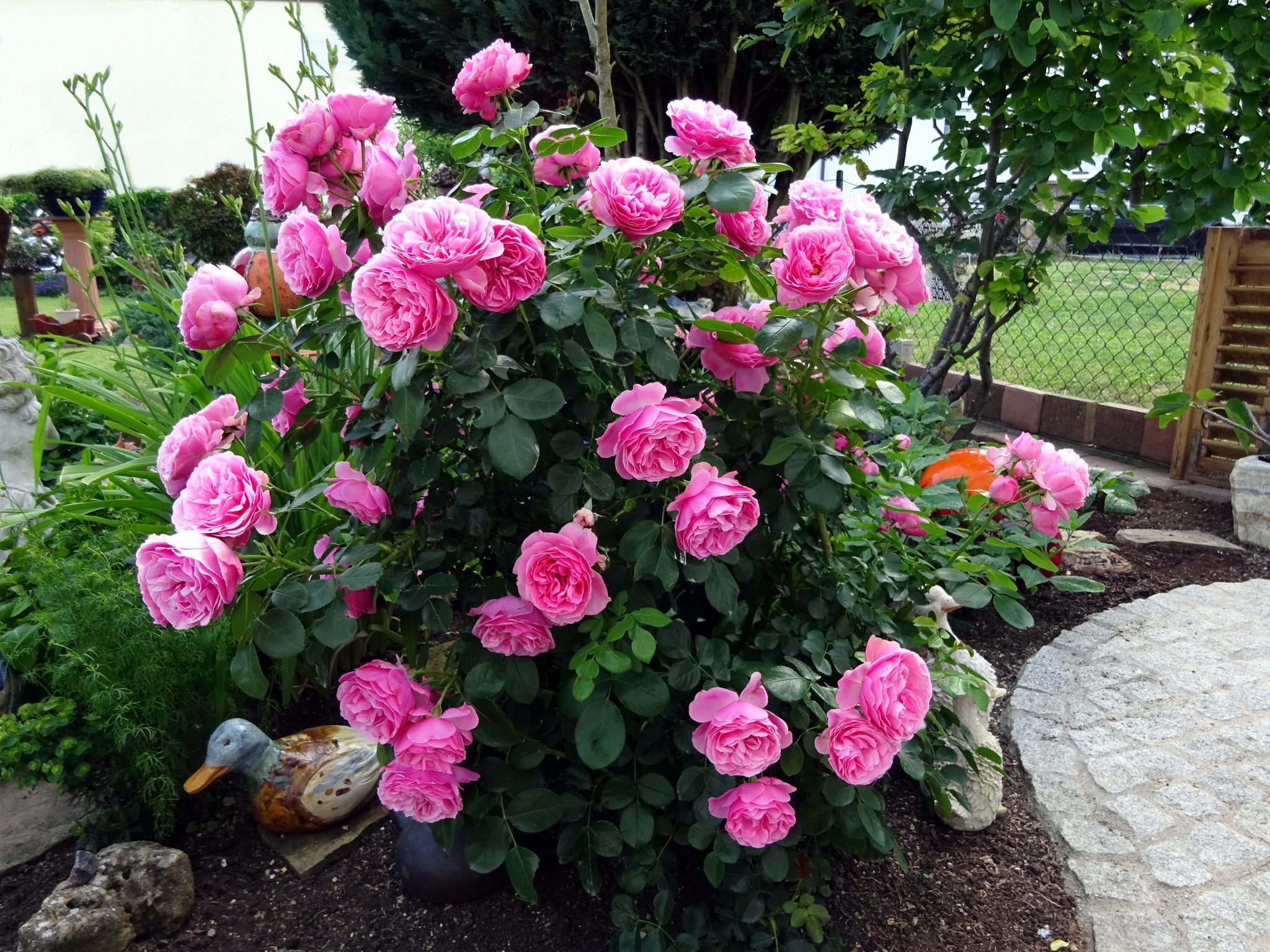 Mein Rosenbusch in voller Blüte - Reutte
