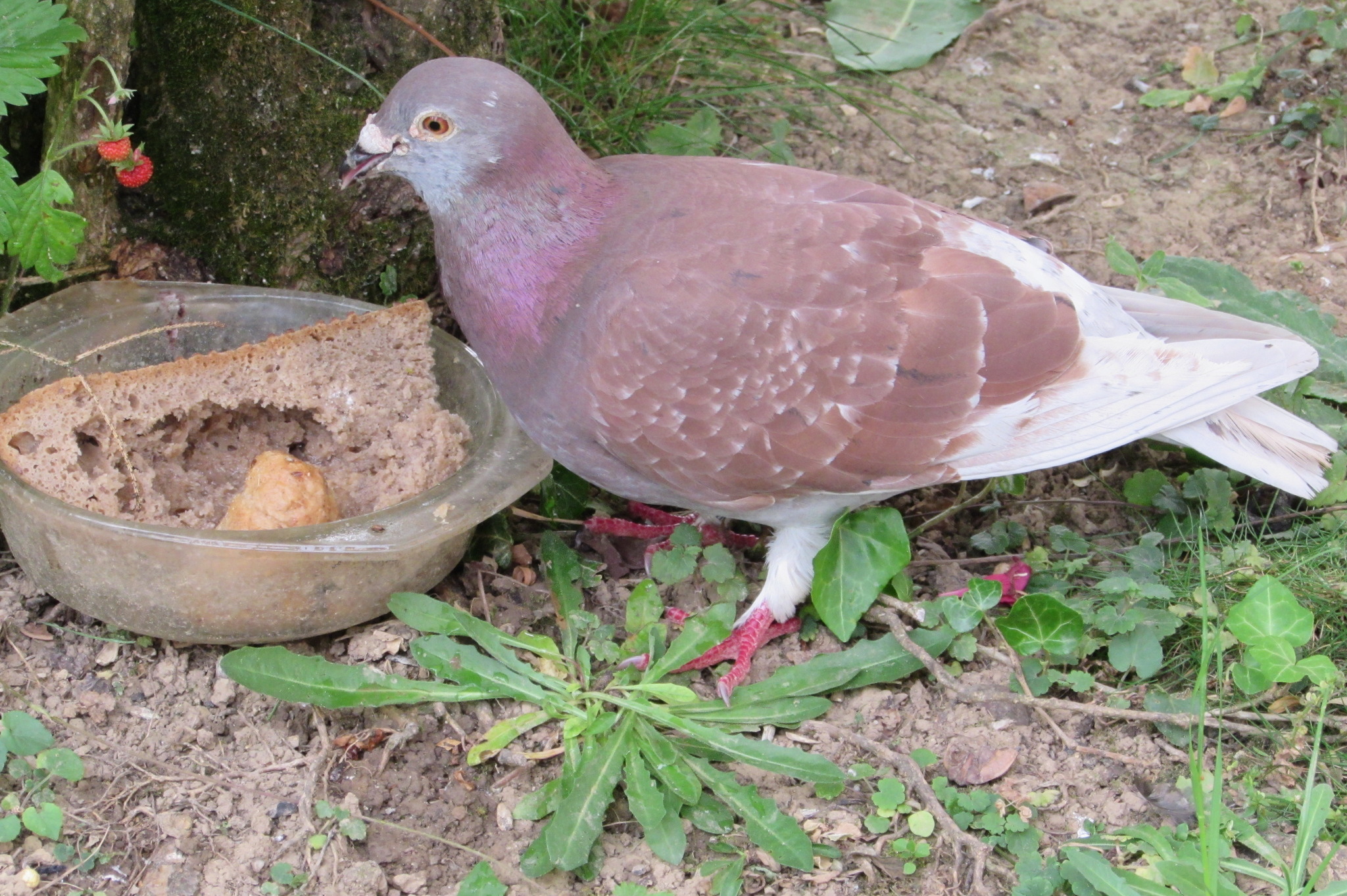 Brieftaube im Garten? - Horn