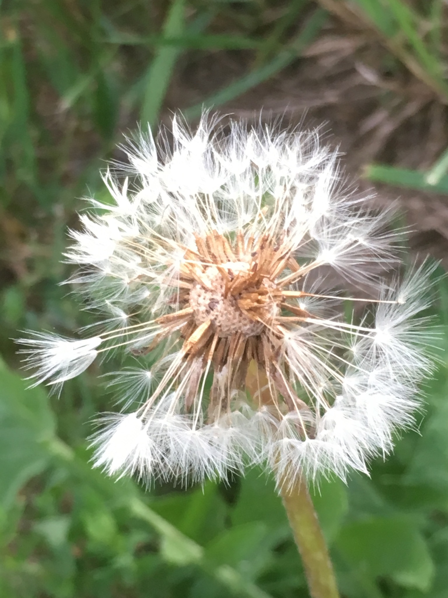 Der Löwenzahn Beim Abblühen - Lavanttal