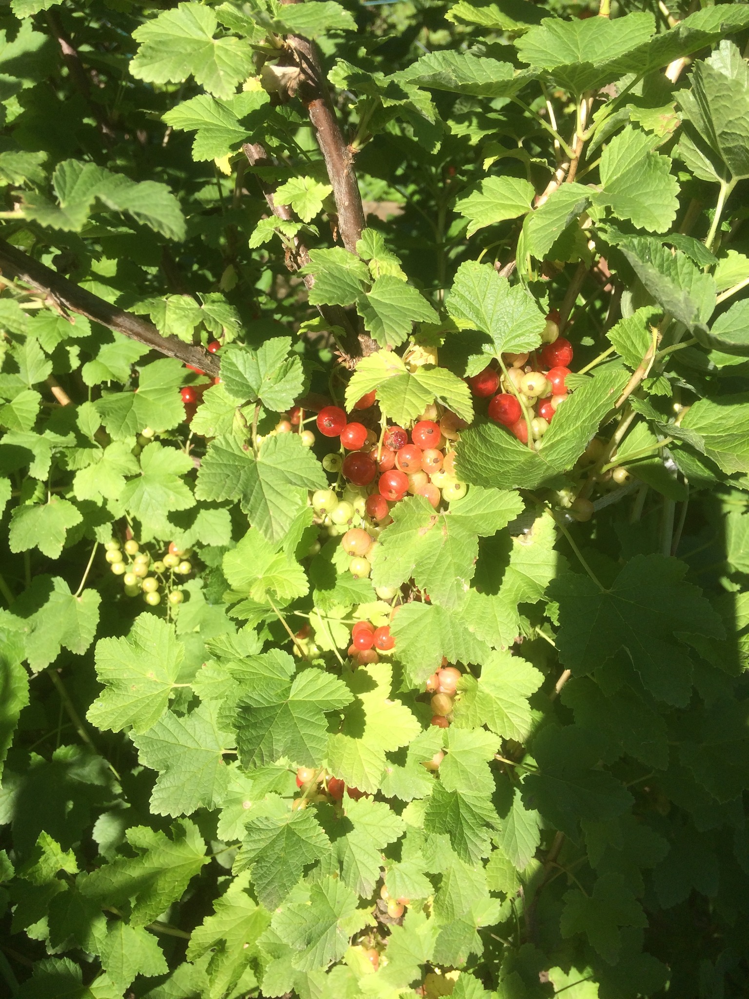 Ribisel wachsen schon - Feldkirchen
