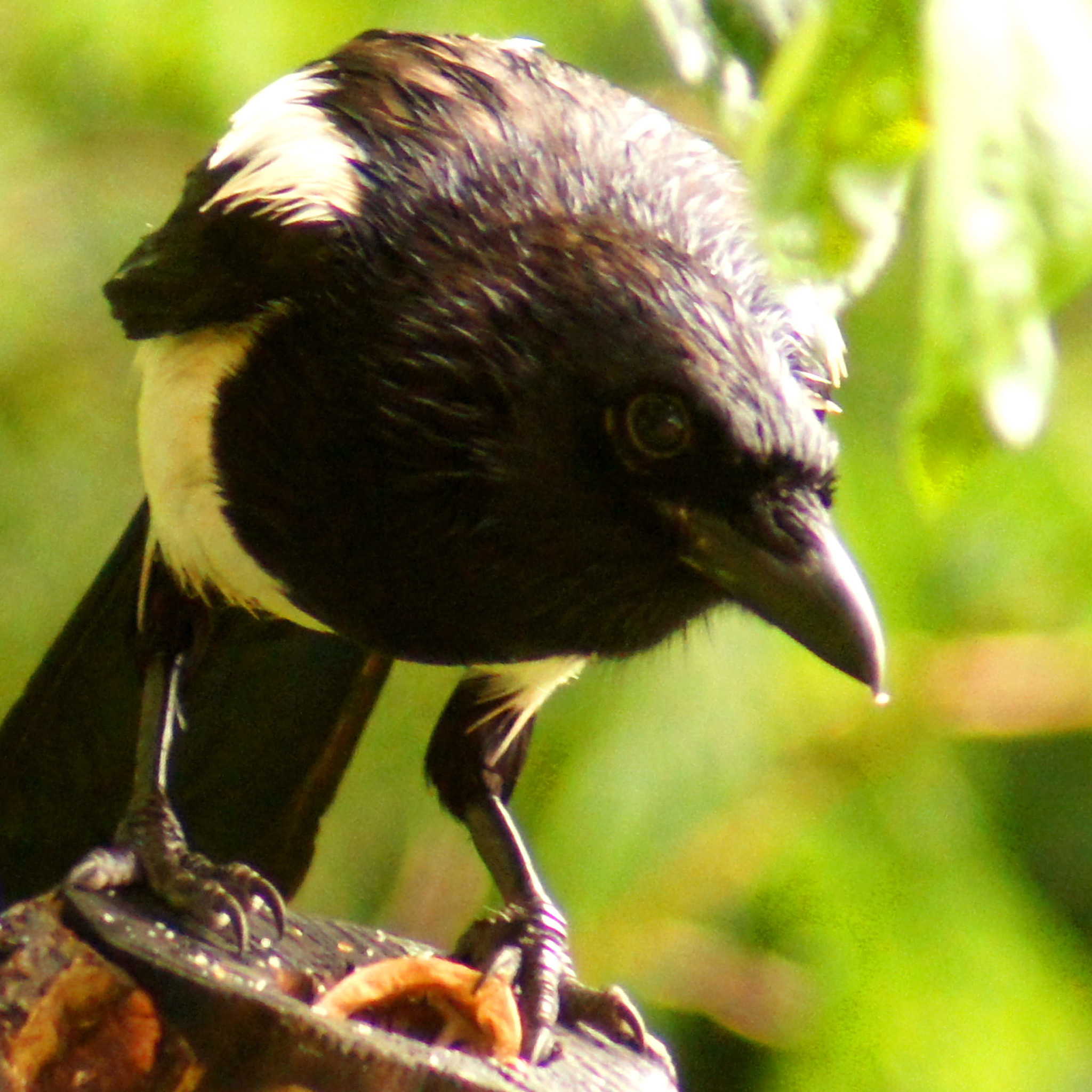 Die "diebische" Elster - Deutschlandsberg