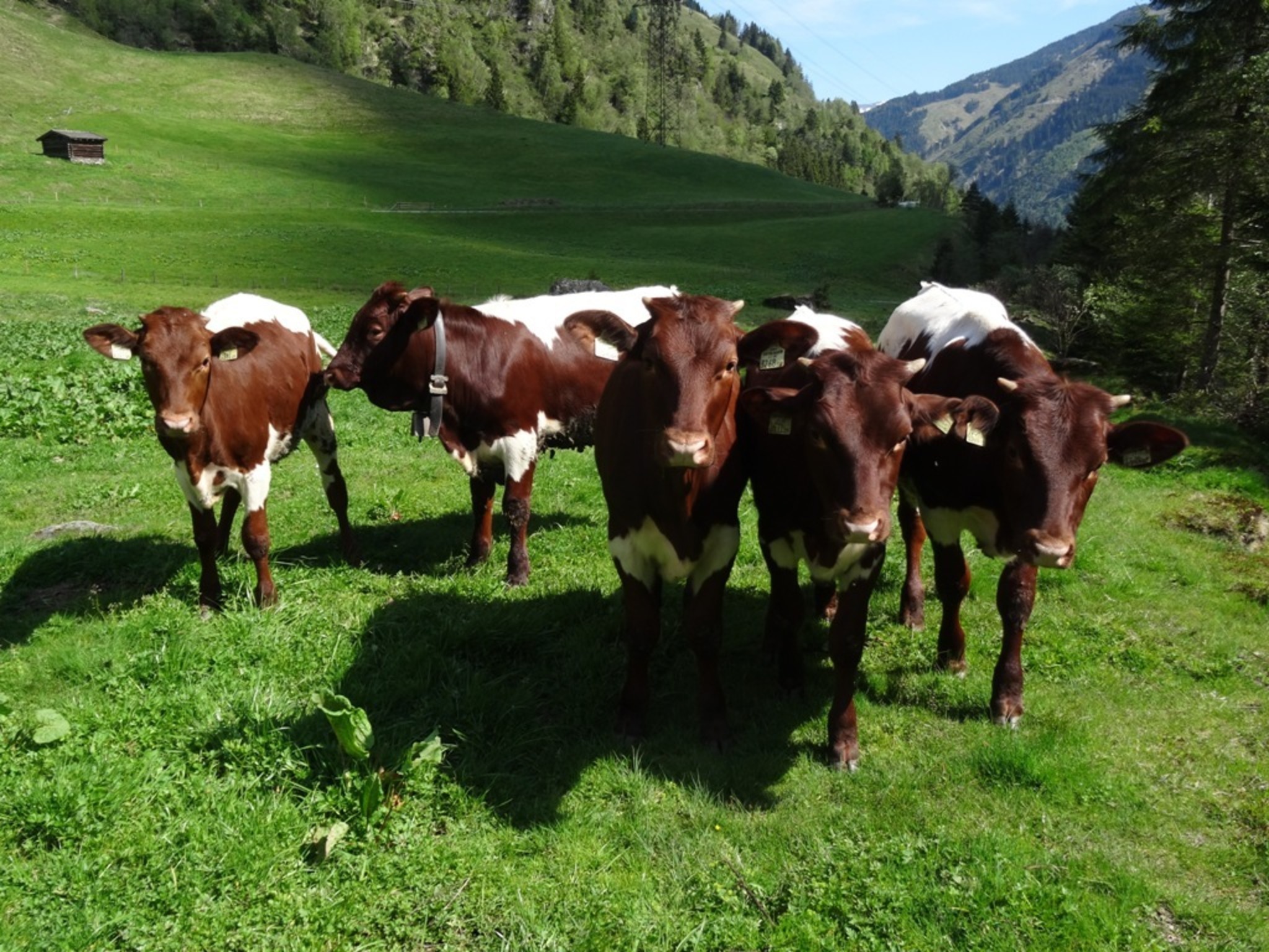 Original Pinzgauer Jungrinder auf der Alm - Pinzgau
