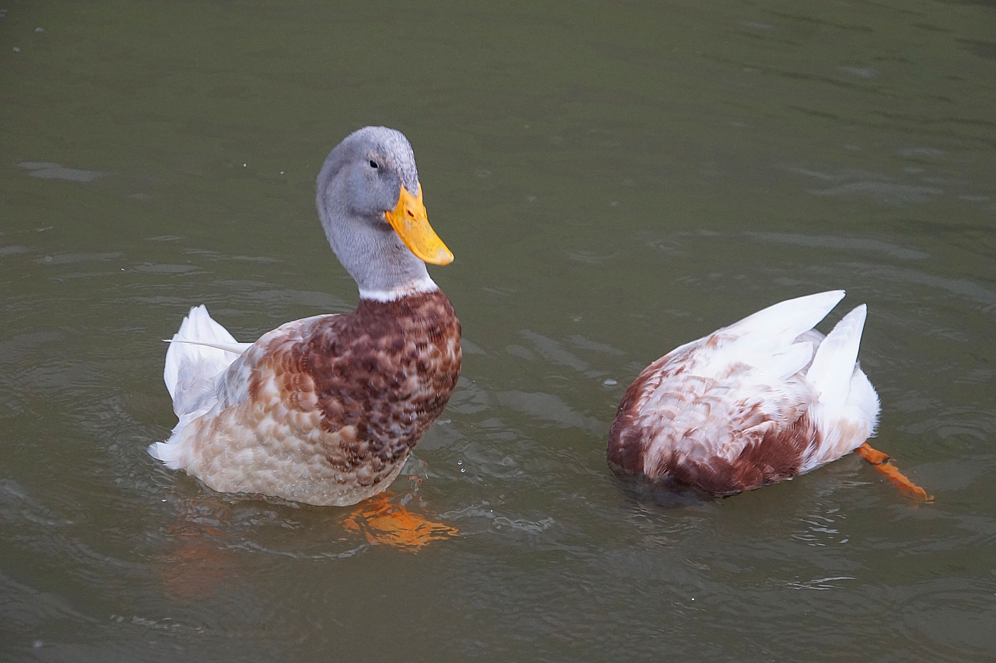 OVERBERGER ENTEN - Kufstein