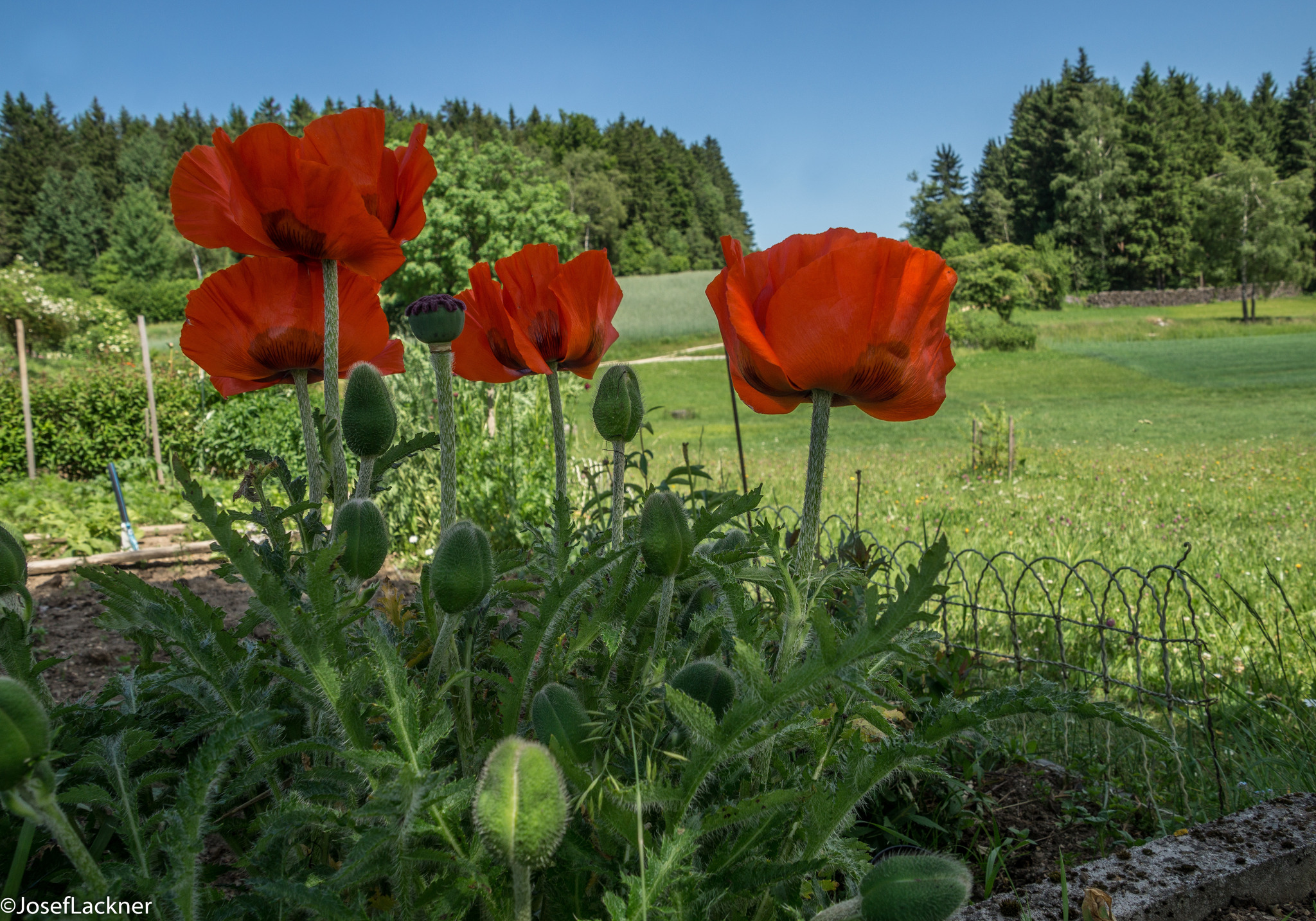 schön ist der Mohn - Zwettl