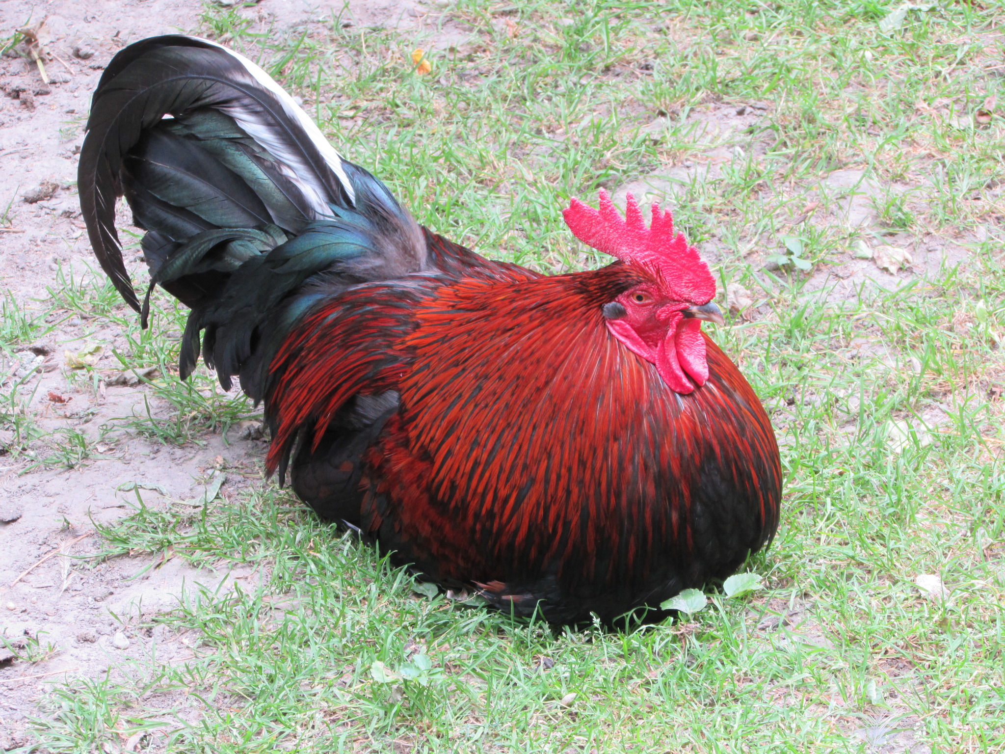 Ein schöner Hahn - Leopoldstadt