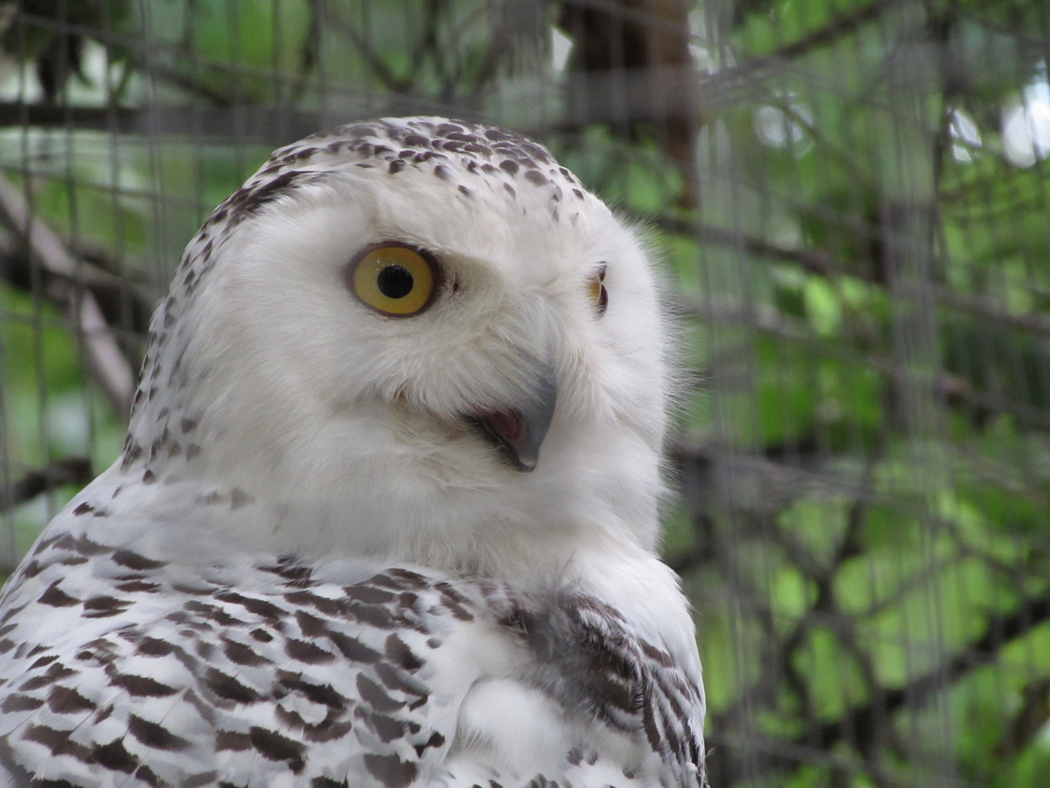 Schnee-Eule - Neusiedl am See
