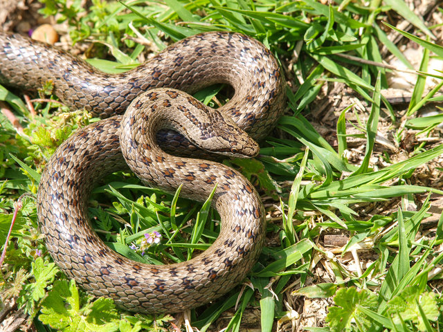 Glatt- oder Schlingnatter (coronella austriaca) - Enns