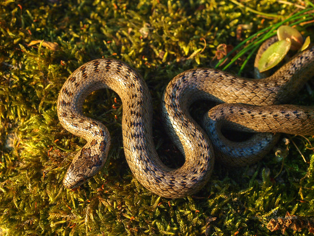 Glatt- oder Schlingnatter (coronella austriaca) - Enns