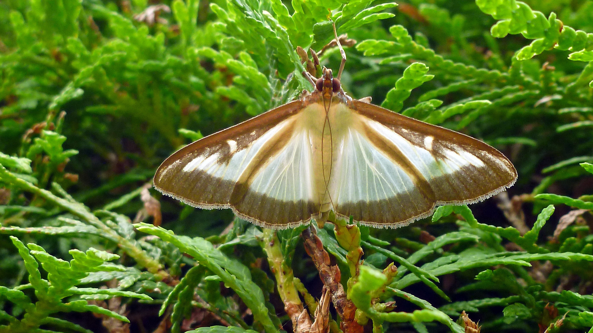 Der Buchsbaumzünsler - eine verhasste Schönheit - Braunau