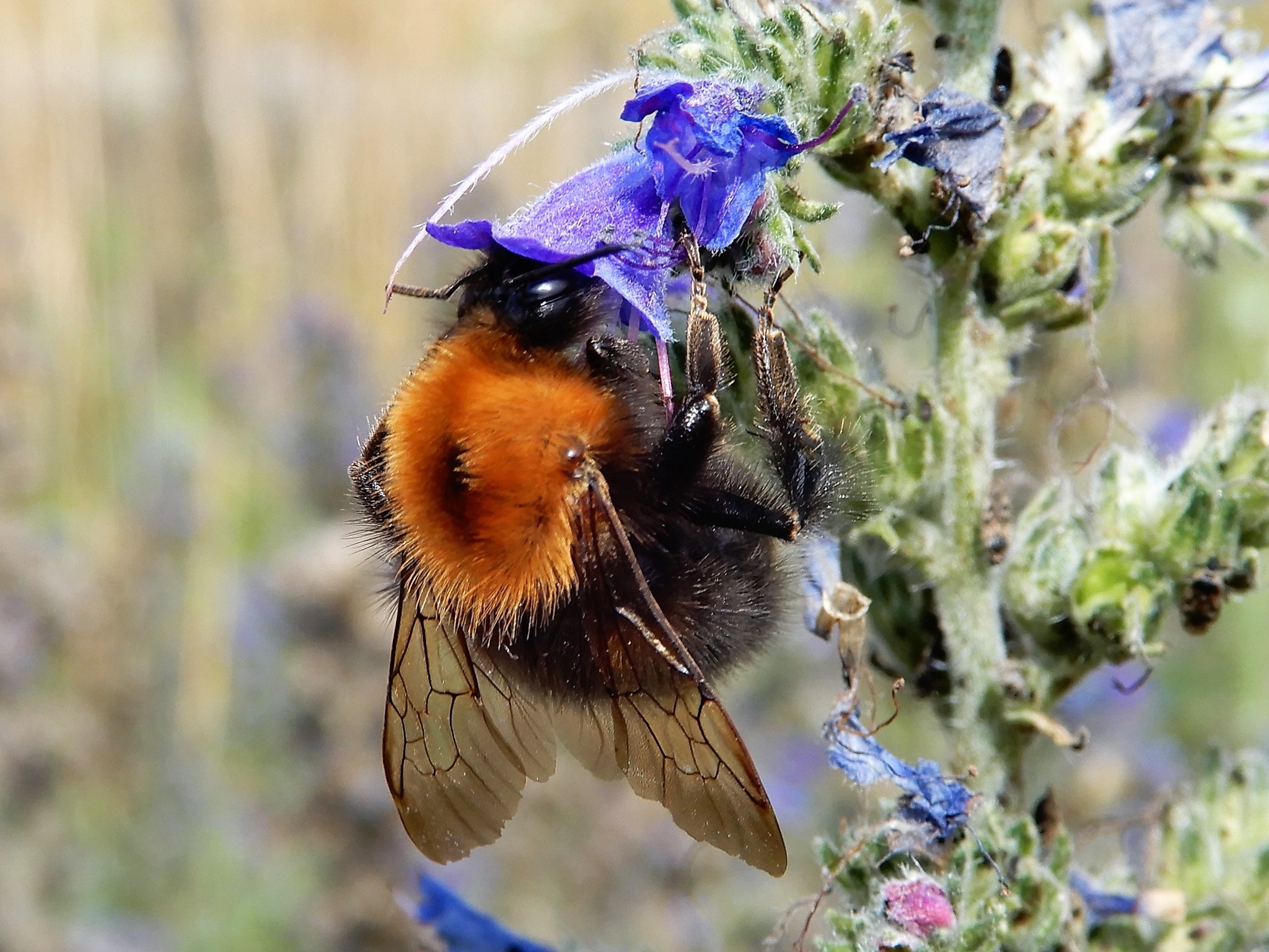 Hier tummeln sich hunderte von Hummeln - Enns