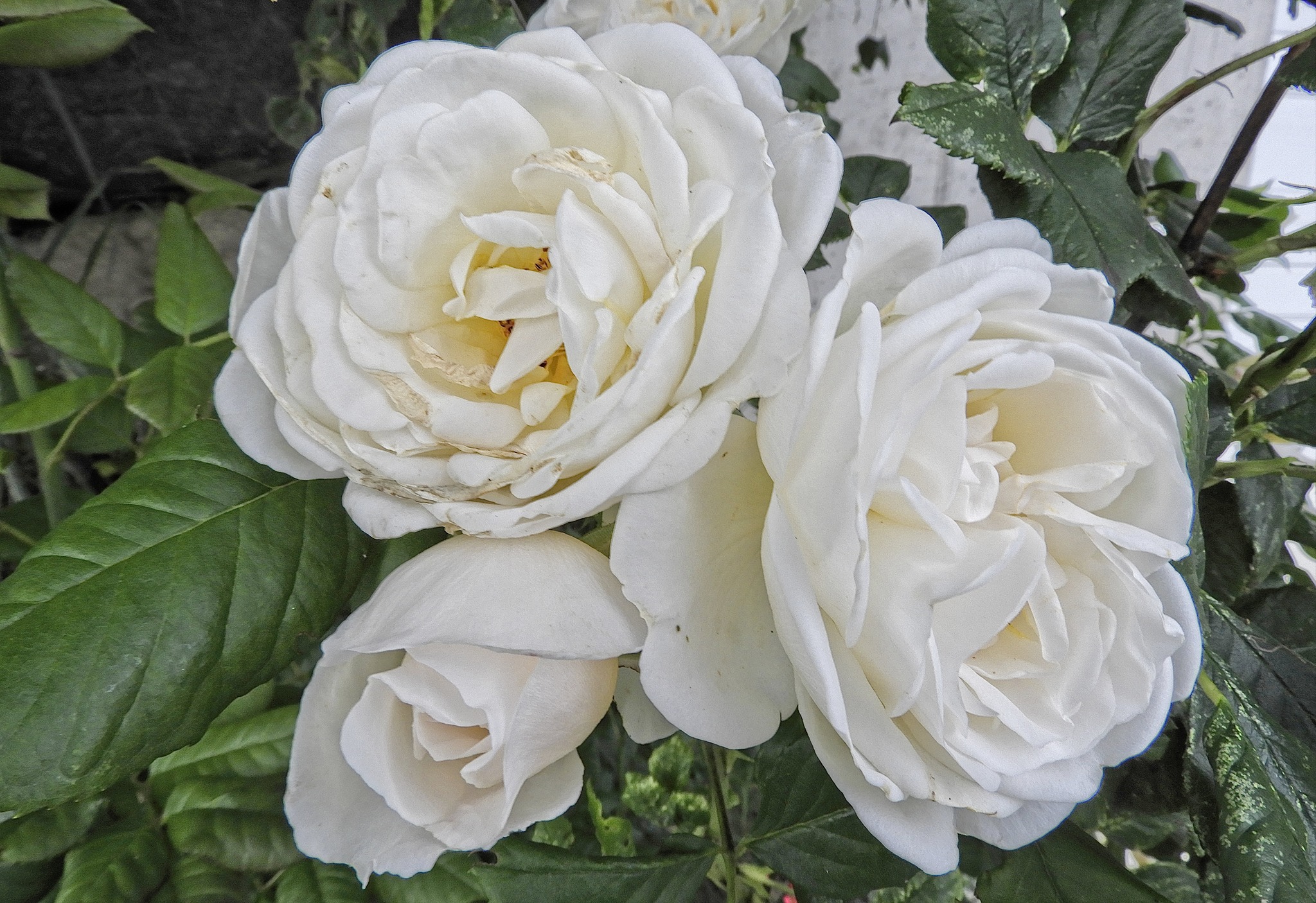 Weiße Rosen aus... nein nicht Athen... - Lungau