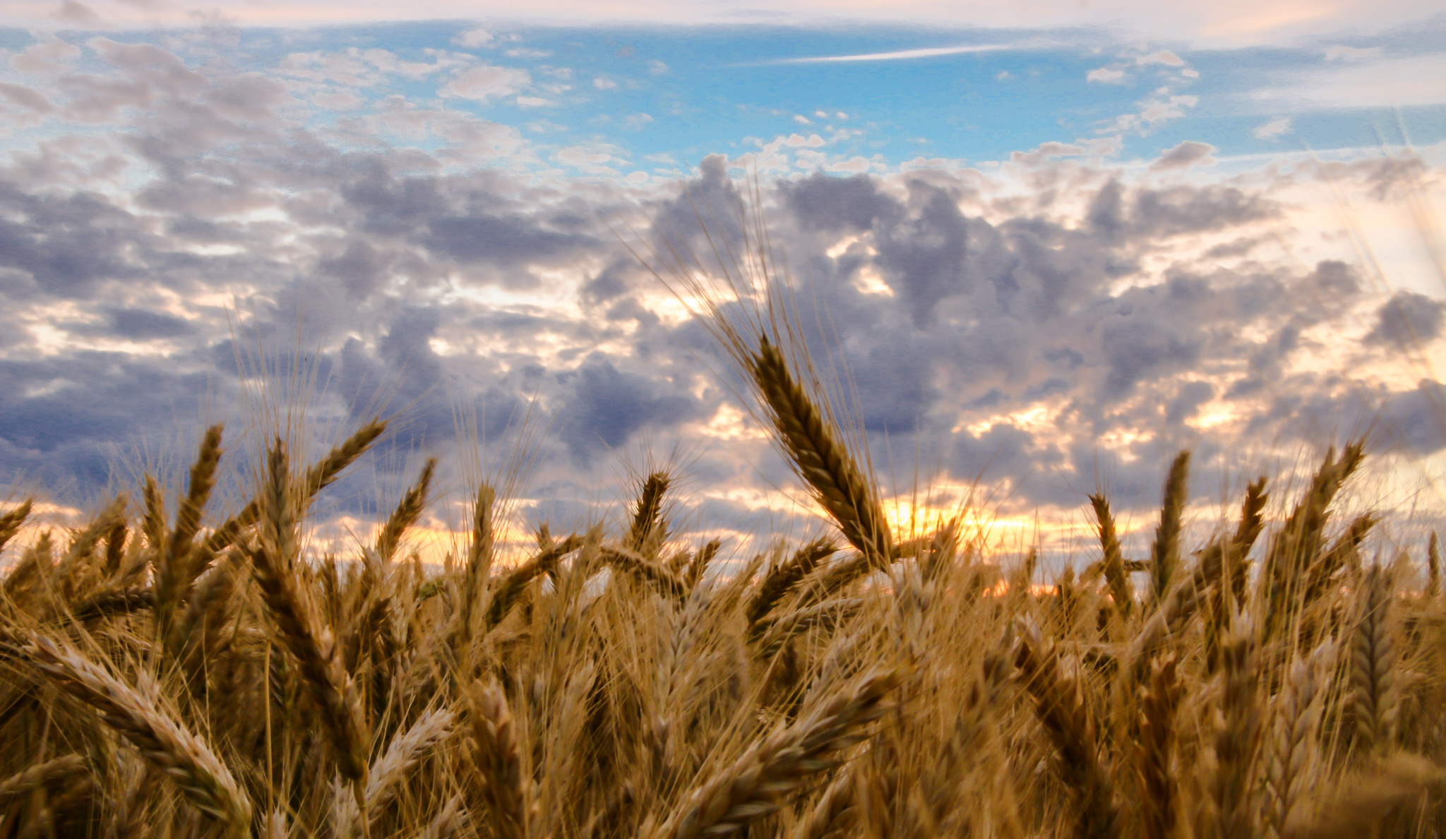 Kornfeld im Abendlicht - Grieskirchen & Eferding