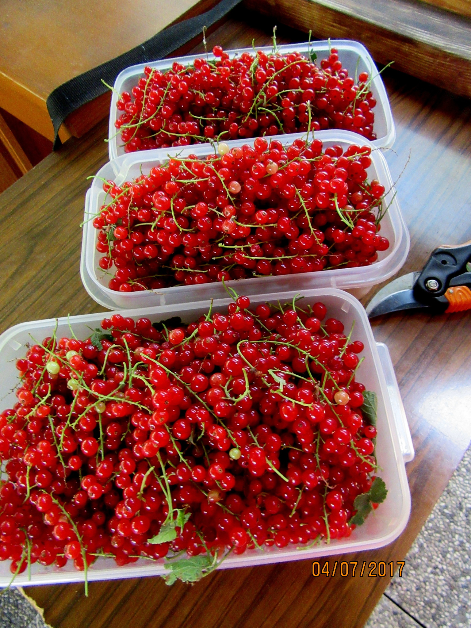 2. Ribisel Ernte - Favoriten