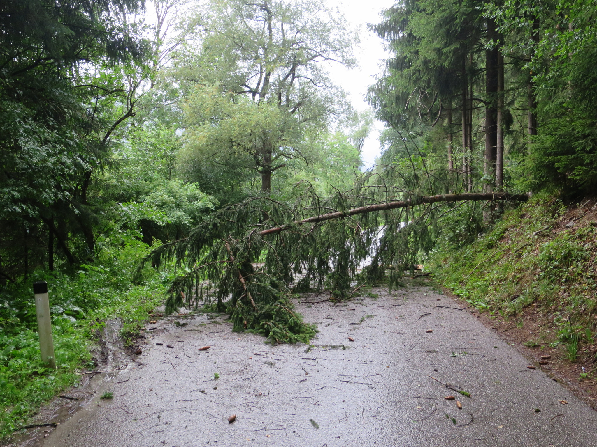 Baum verlegte Straße in Stumm - Schwaz