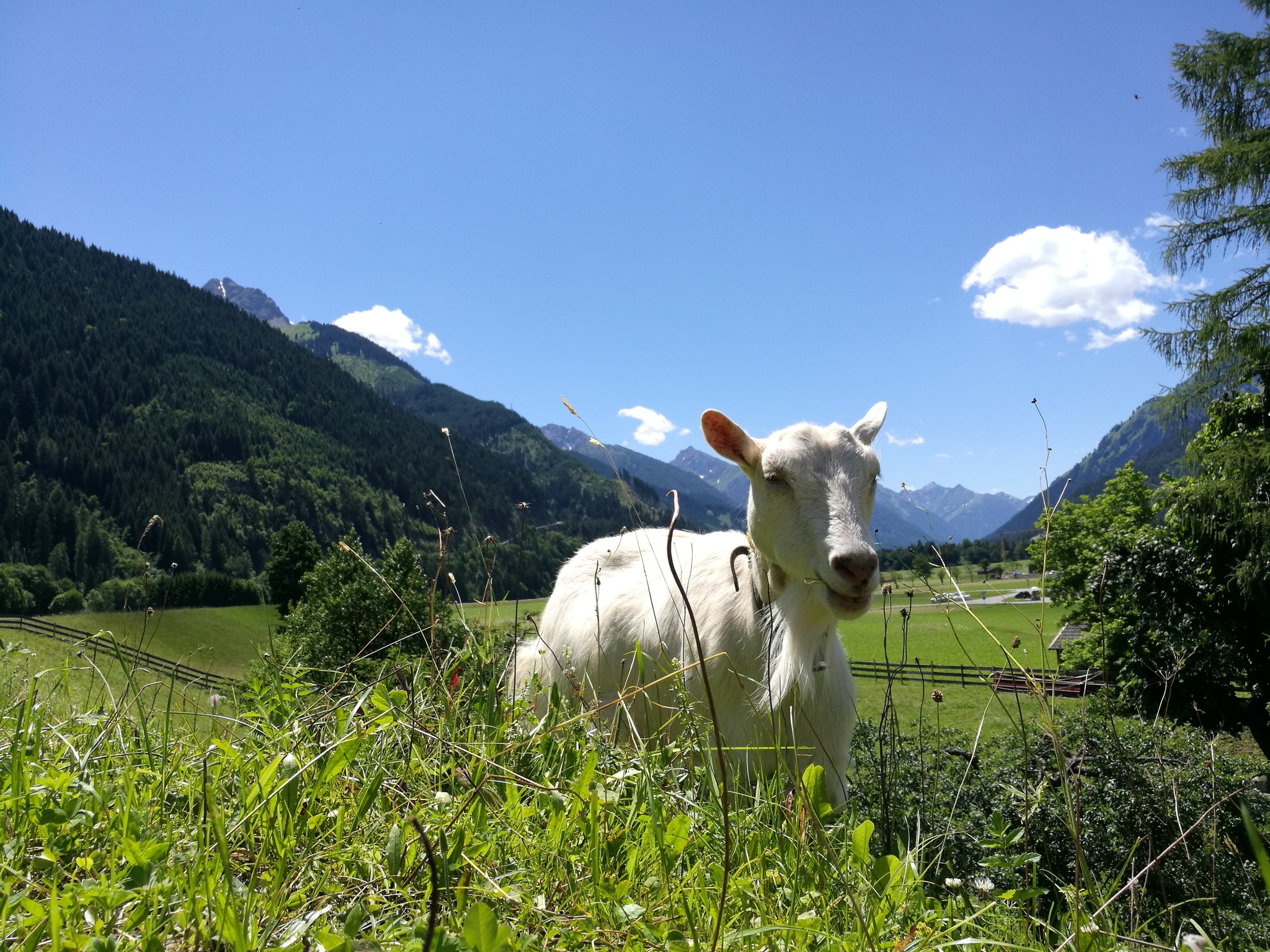 Hukii genießt sein Leben in vollen zügen - Reutte