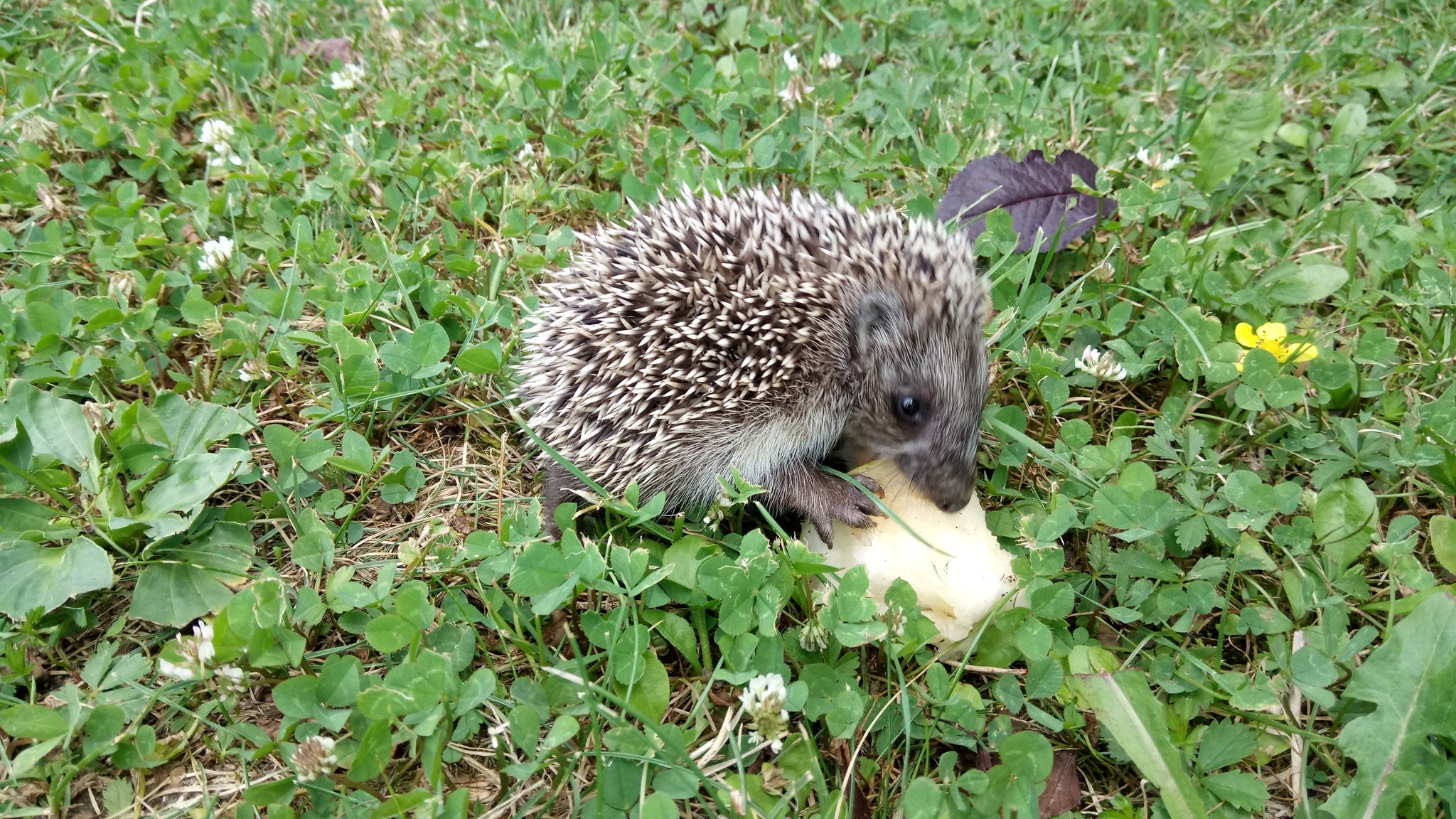 Igel Baby bei uns im Garten - Jennersdorf