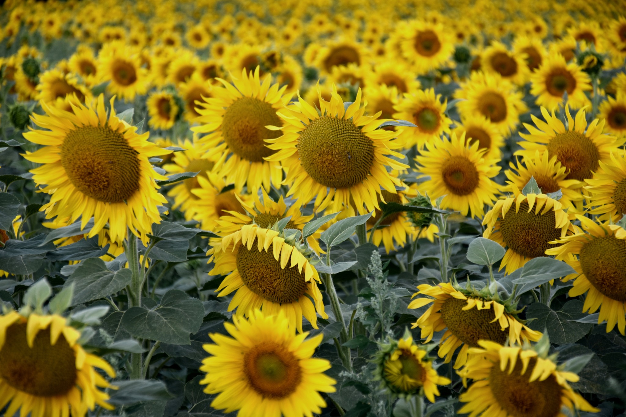 Tauche ein in die Welt der Sonnenblumen und ihrer Wirkung - Horn