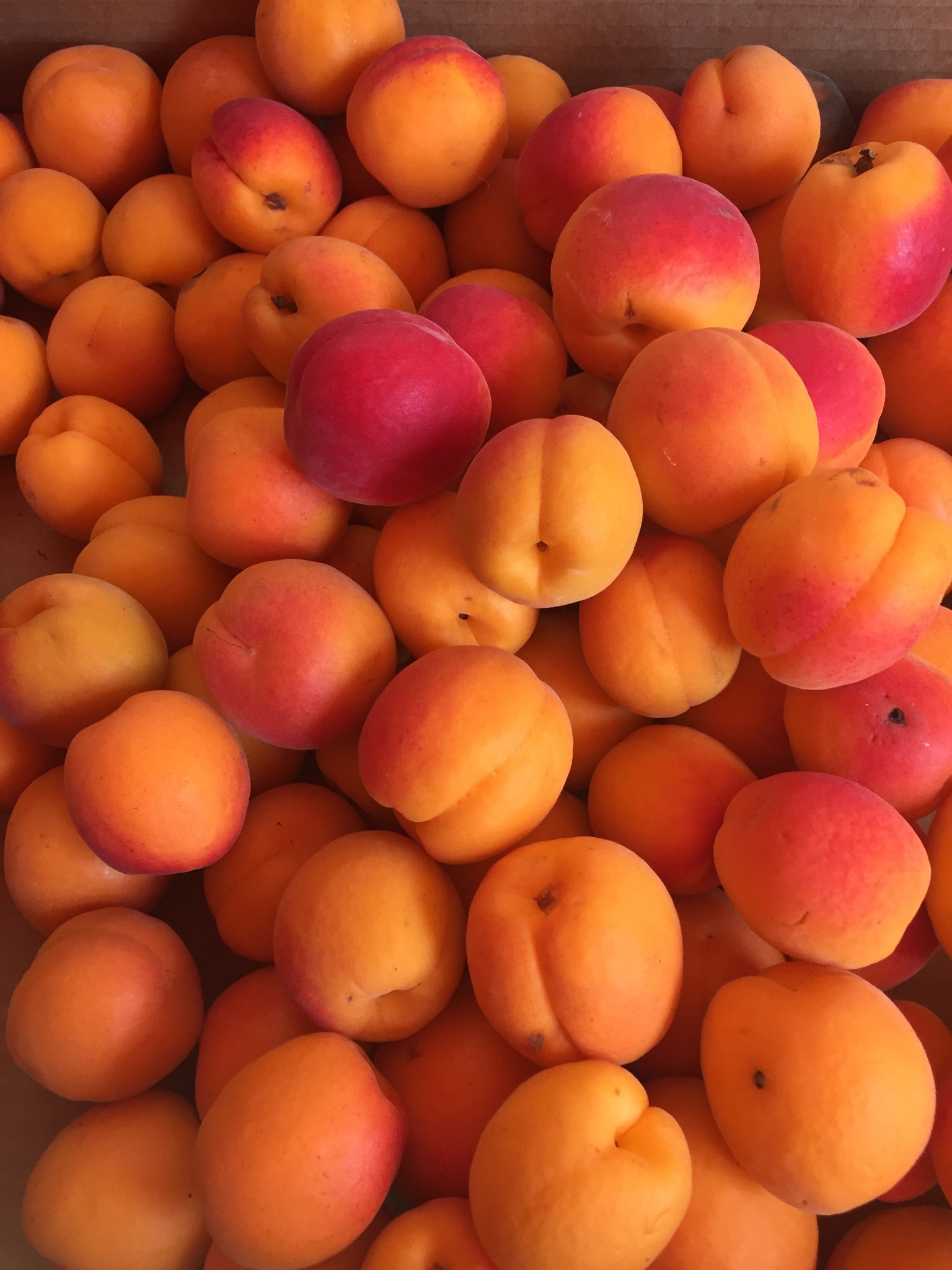 Heimische Marillen trotz Frost - Leibnitz