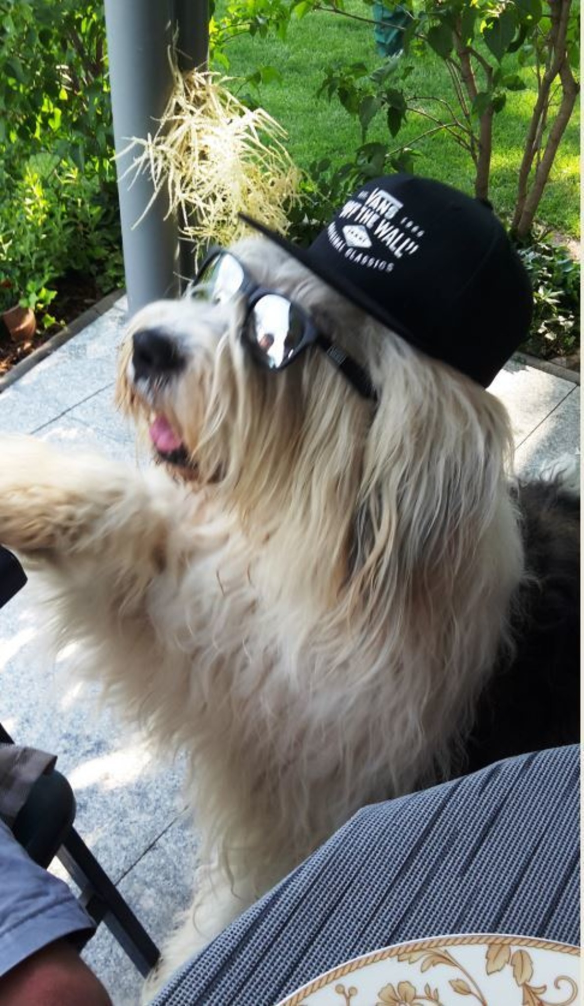 Balu, ein cooler Hund - Gailtal