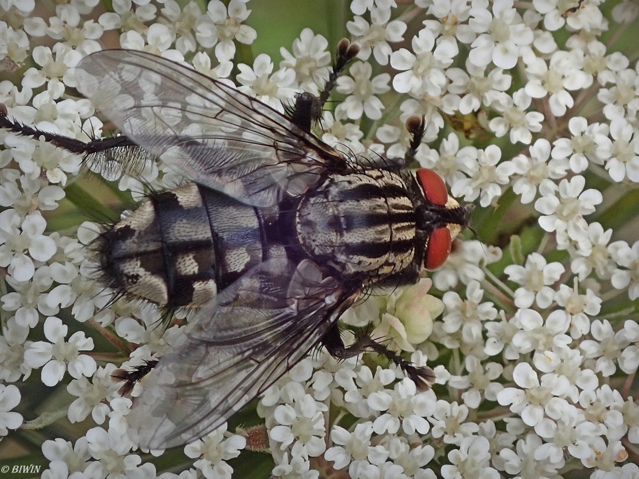 Kleine Fliege ganz groß - Krems