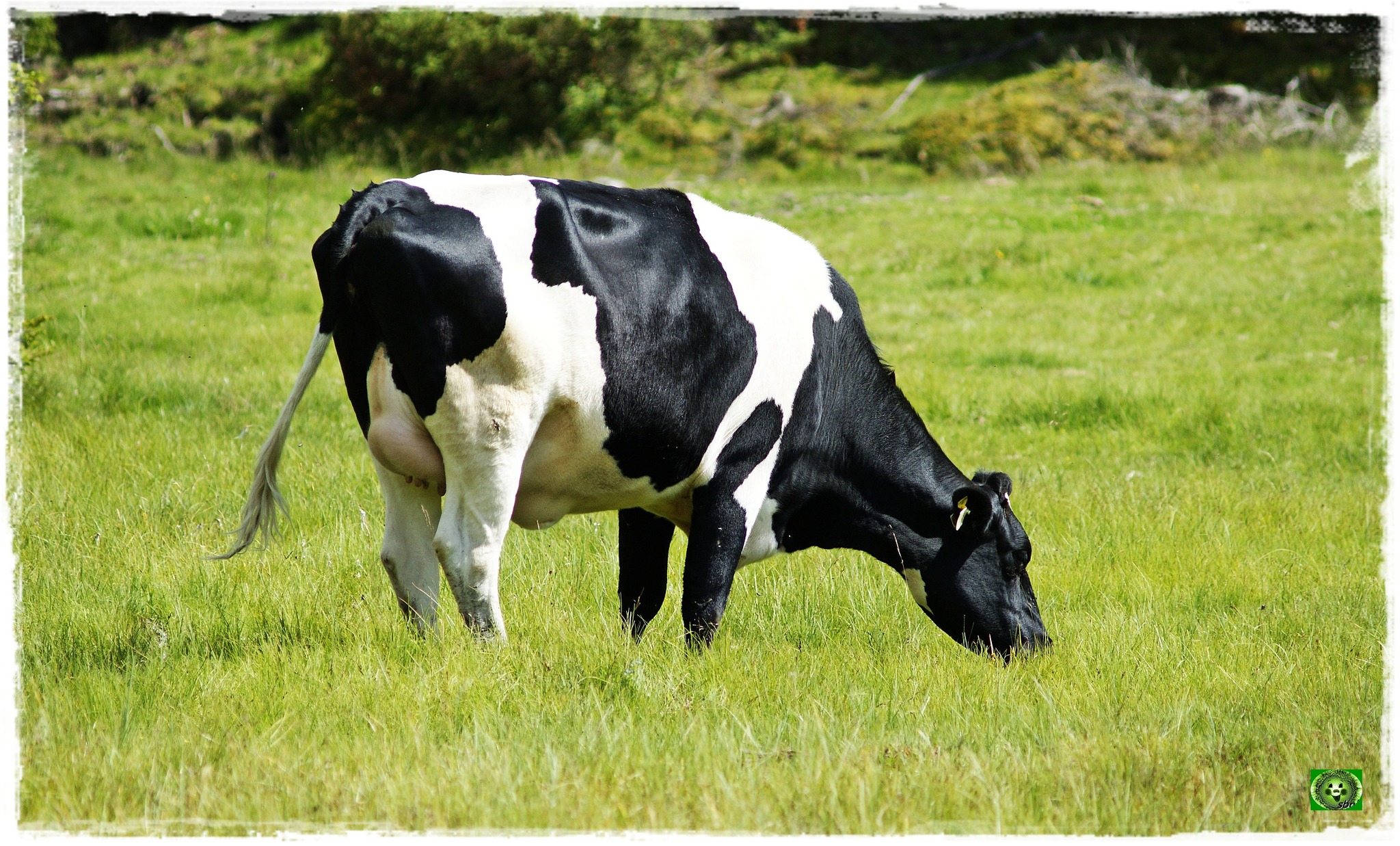 Schwarzbuntes Holstein-Rind - St. Veit