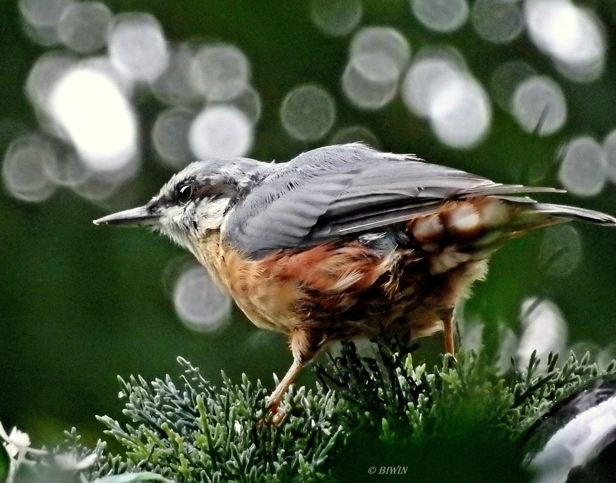 Warum der Kleiber Kleiber heißt - Krems