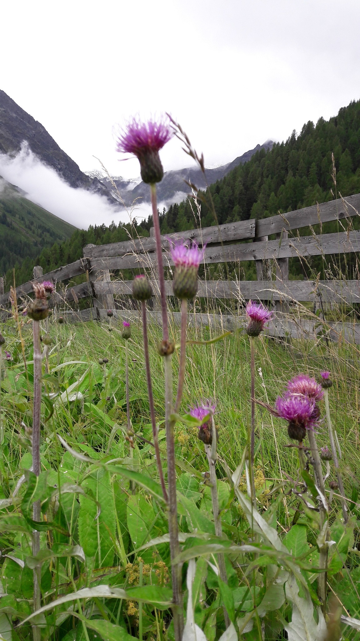 Oben auf den Almen blüht's - Imst