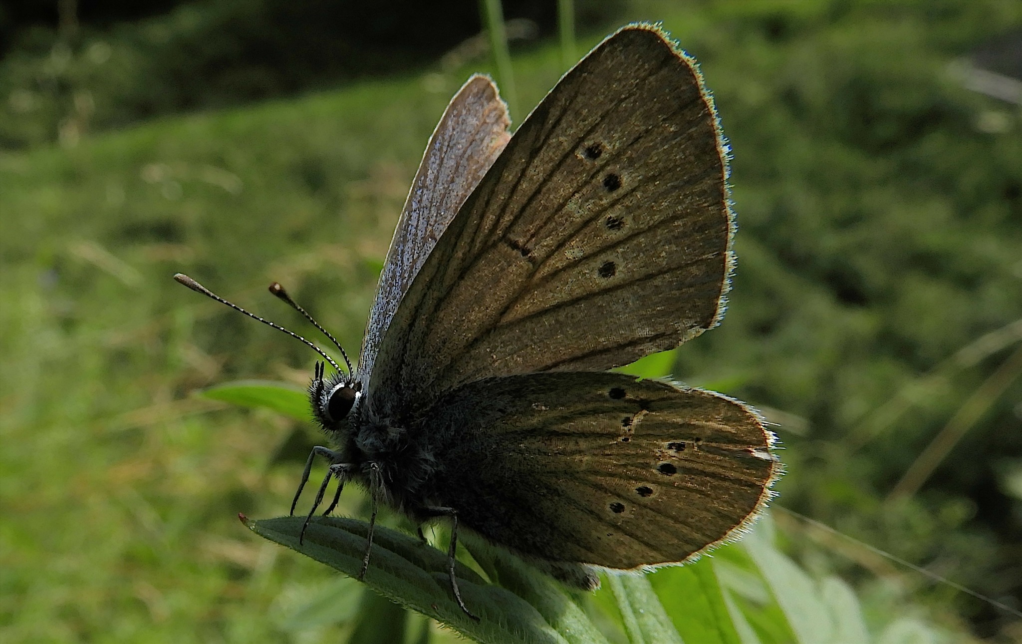 Der Flatterer mit den schönen Augen... - Lungau