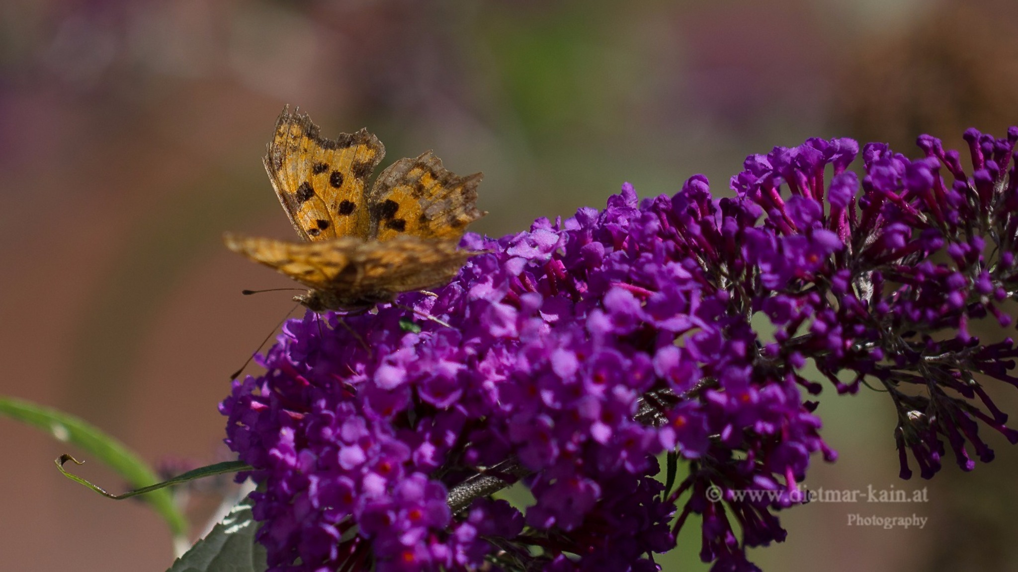 C-Falter (Polygonia c-album) - Landeck