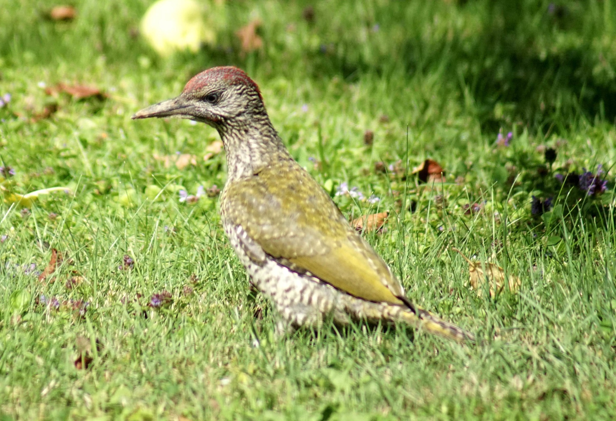 Grünspecht, auch Erdspecht genannt - Deutschlandsberg