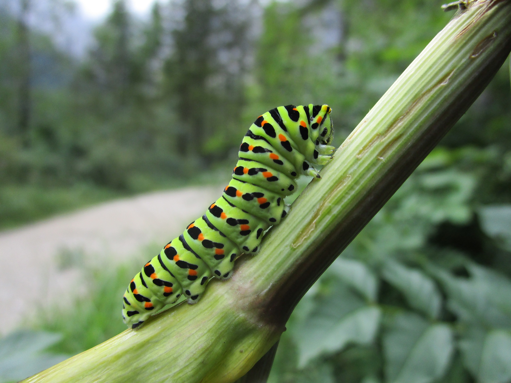 Eine **Raupen-Schönheit** - Vöcklabruck