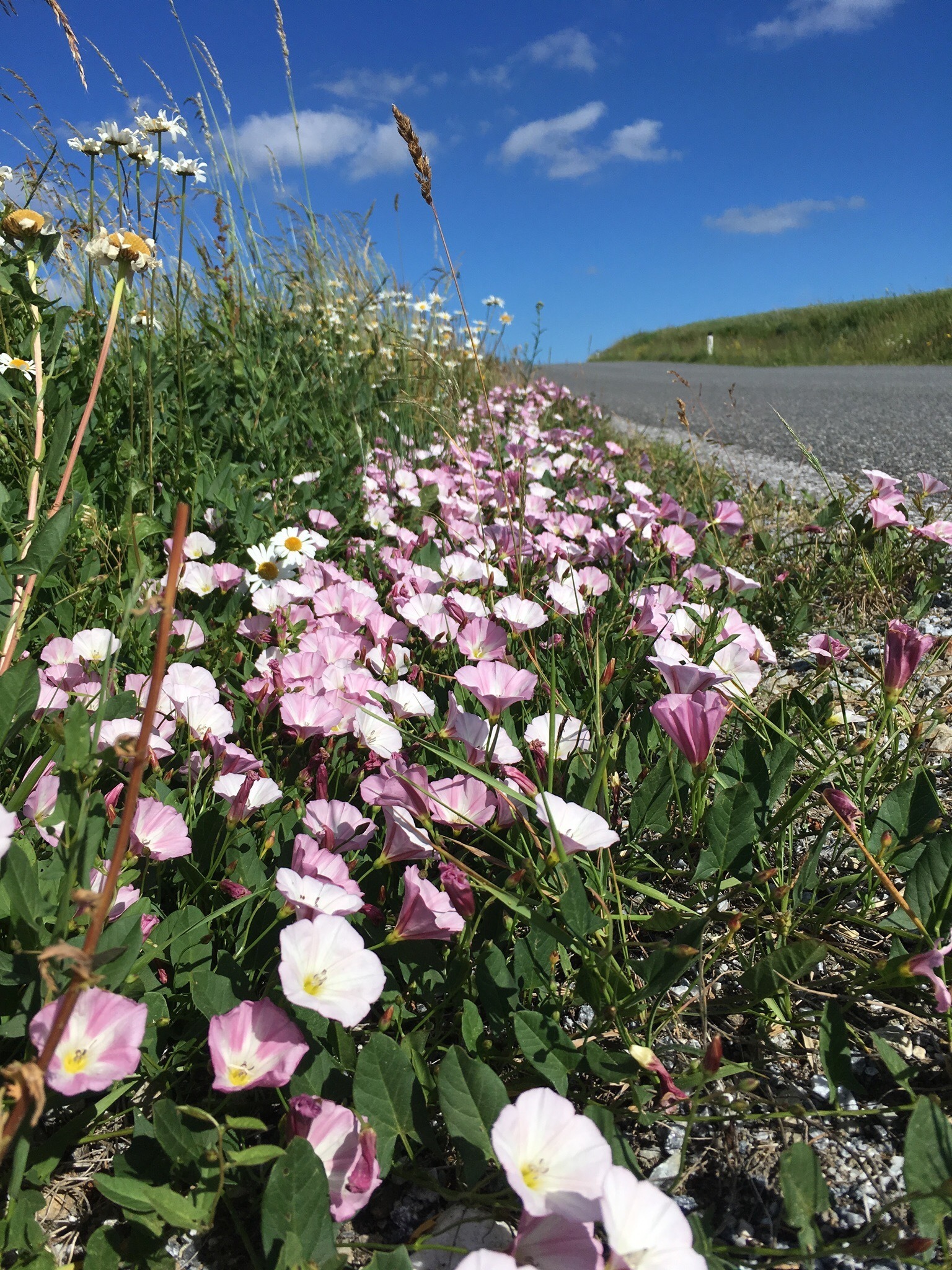 Ackerwinde, Convolvulus arvense - Zwettl