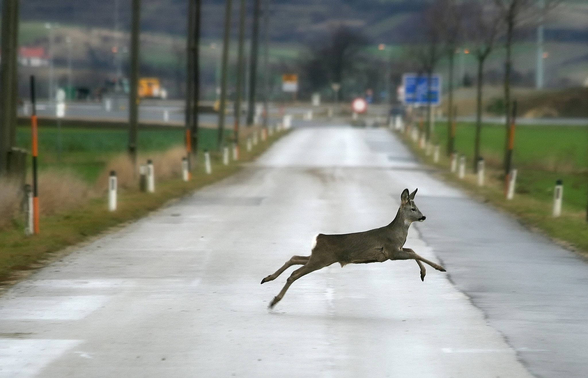 Wildwechsel: Kollision macht Hirsch zum Elefanten - Wels & Wels Land