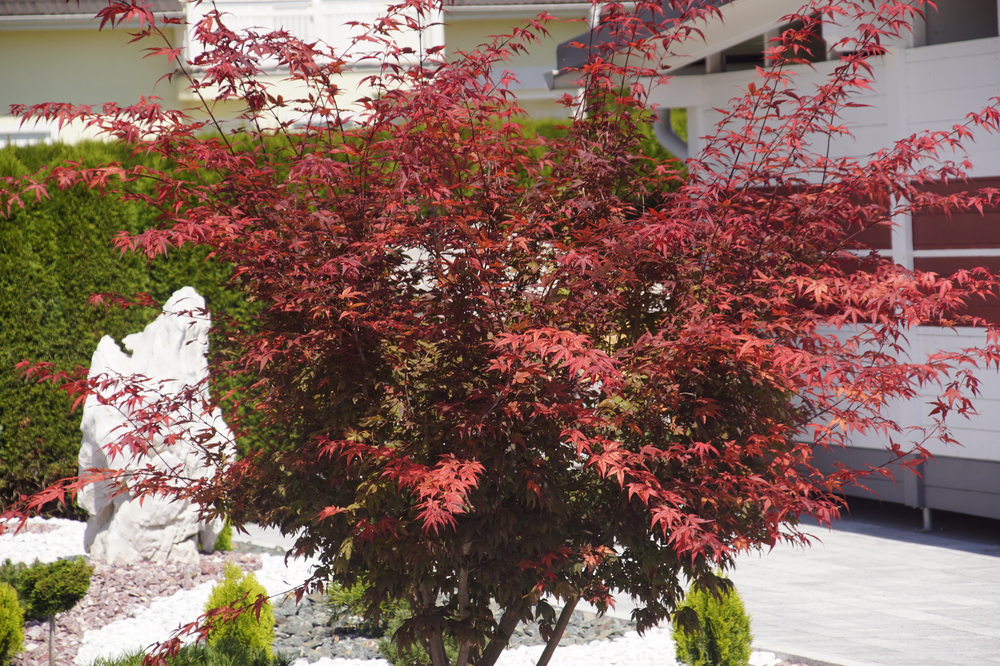 eine schöne strauch - Lavanttal