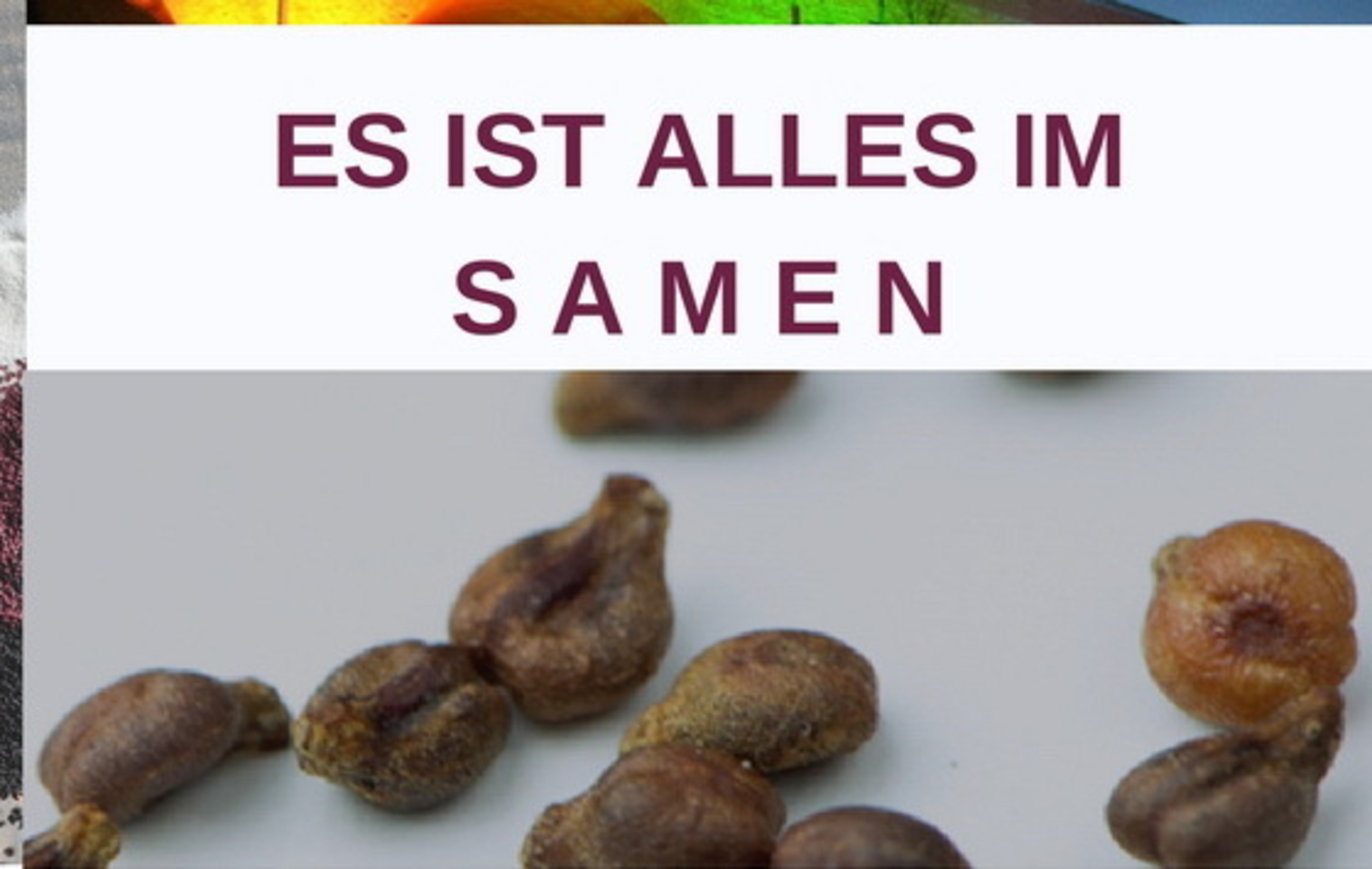 Es ist alles im Samen - Mattersburg