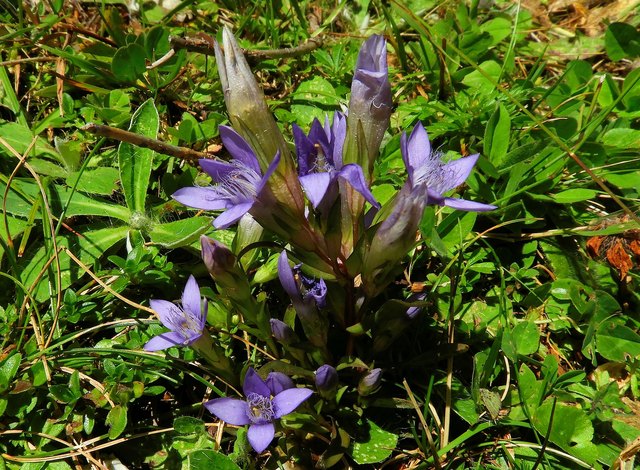 Der Deutsche Enzian - Lungau