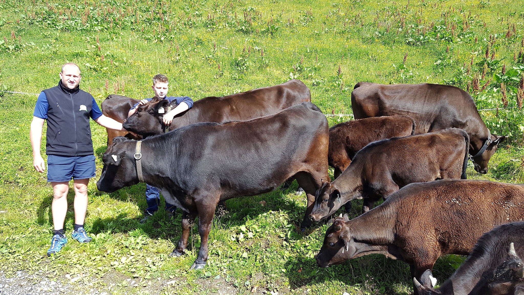 Wagyu- neue Rinderrasse im Zillertal - Schwaz
