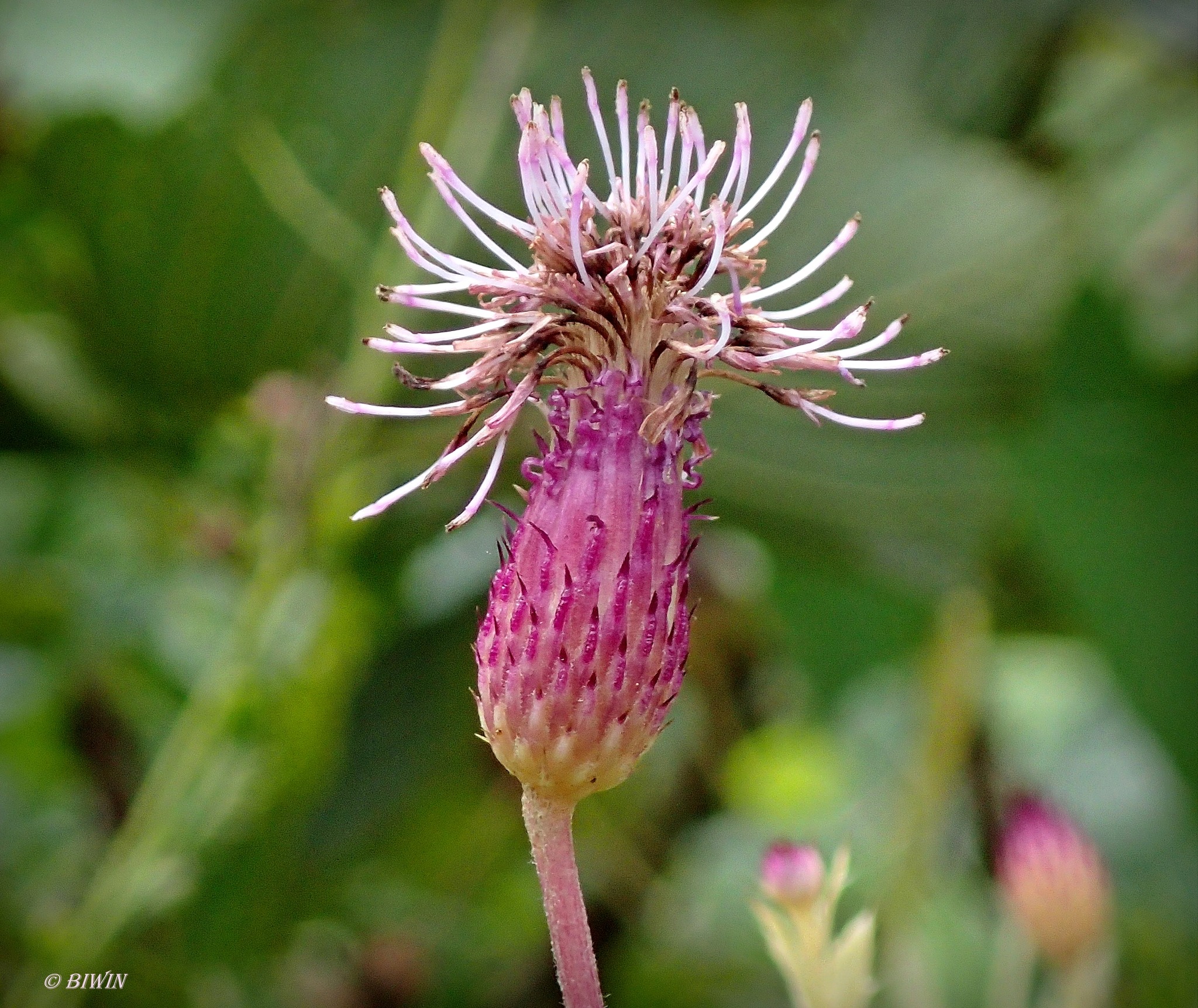 Ackerkratzdistel - Krems