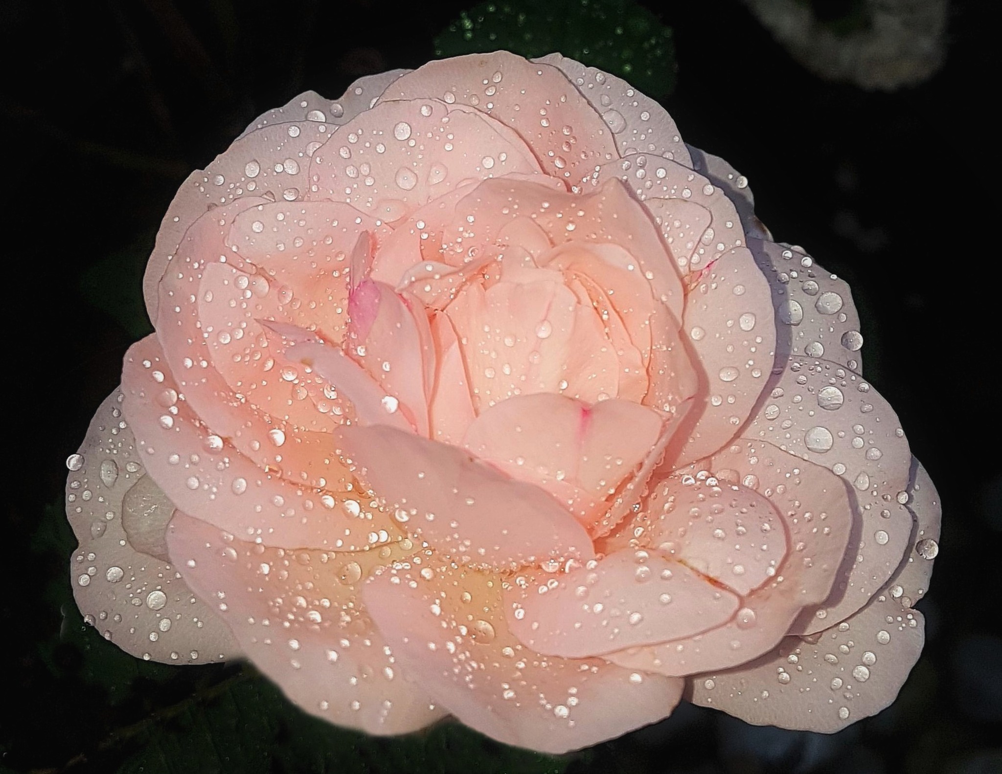 Im Namen der Rose... - Donaustadt