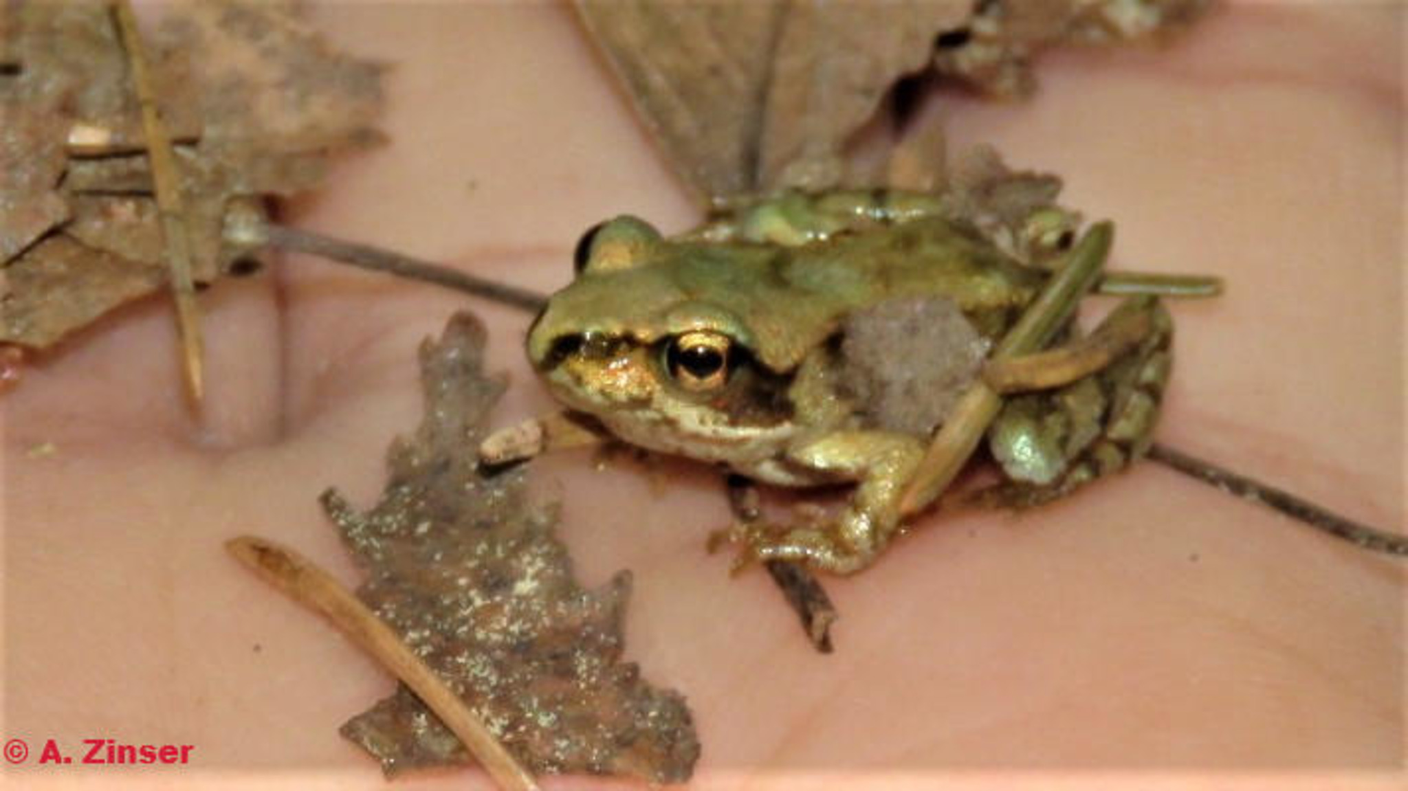 Vertrauensvoll sieht der Frosch mich an! Er weiß, ich bin Steirer, kein ...