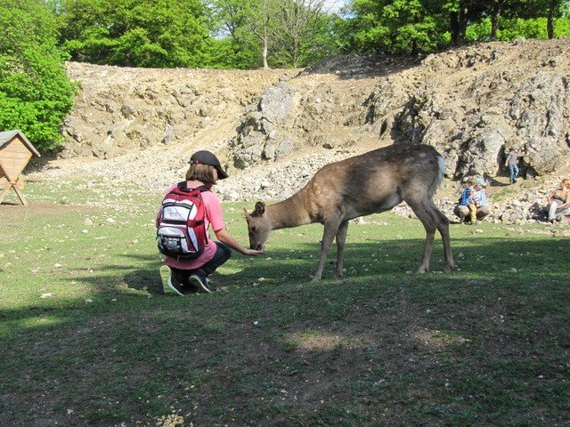 Urlaub daheim: Wildpark Ernstbrunn – Zwischen Hundegebell und ...