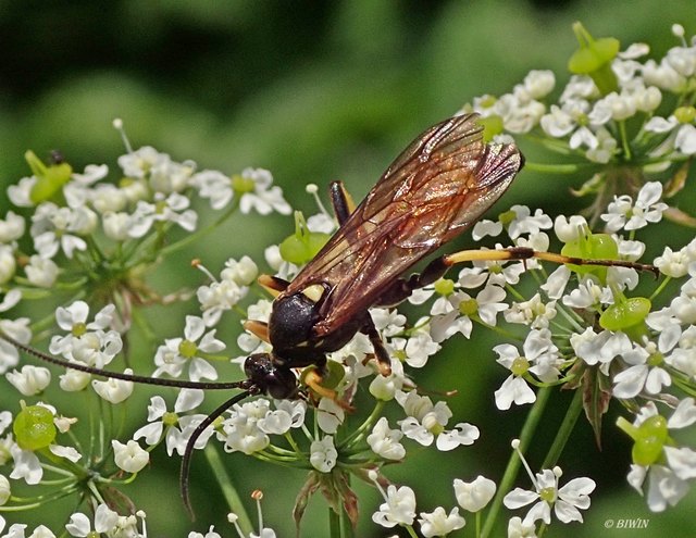 Ichneumon confusor (kein deutscher Name bekannt) - Krems